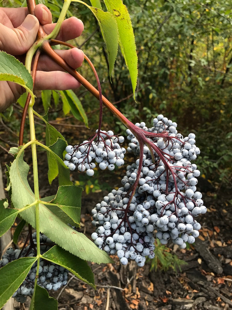 Wild Elderberry Seed: The Need to Grow Our Supply – Dr. Appleseed's ...