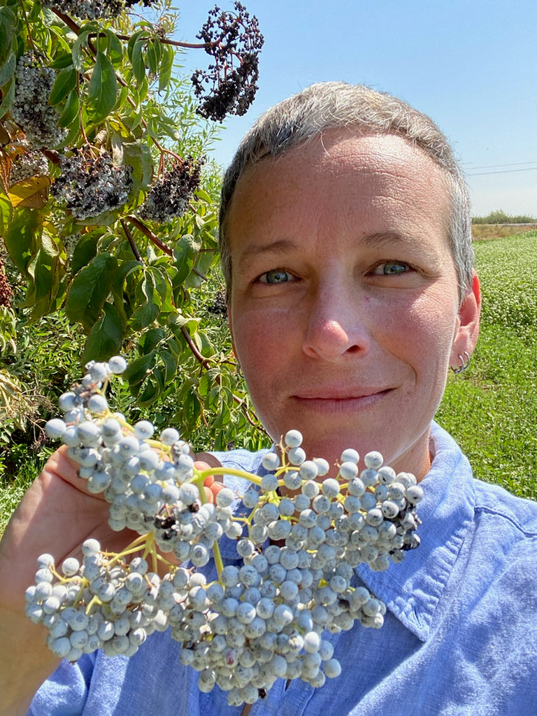 Fresh Elderberries: Wild and Organic – Dr. Appleseed's Elderberry Extract